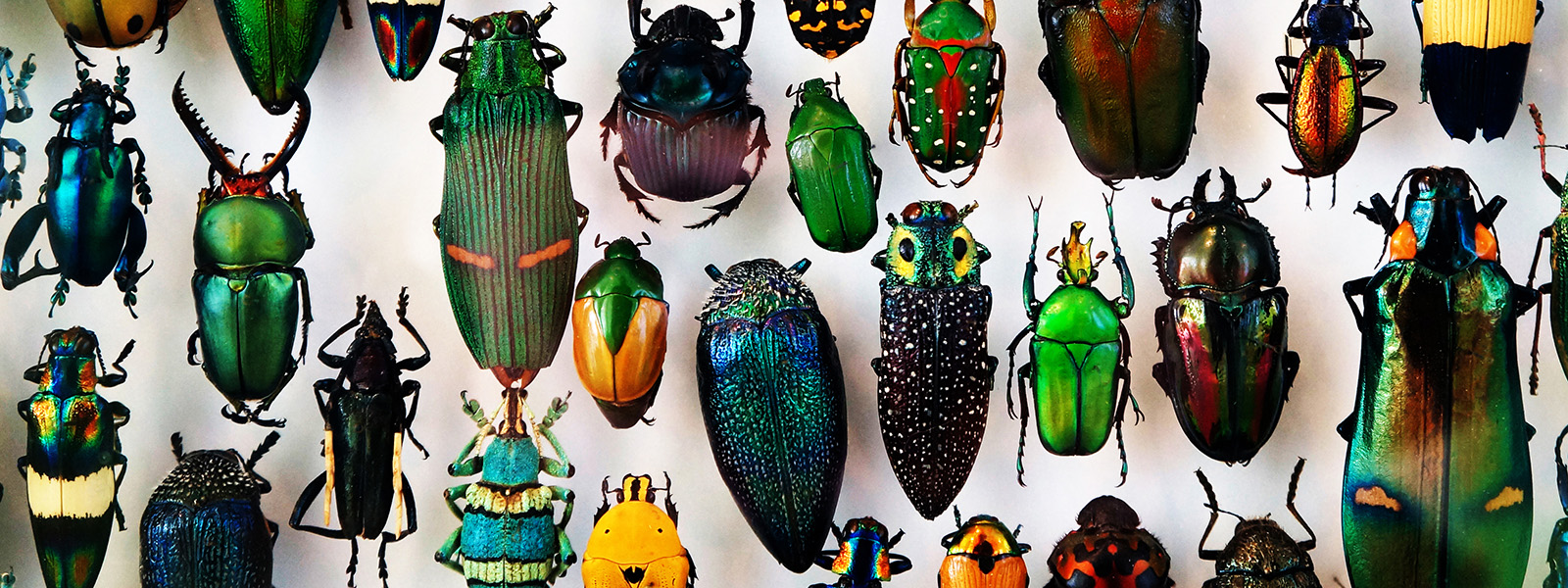 ¿Por qué hay tantas especies de escarabajos? | Knowable Magazine