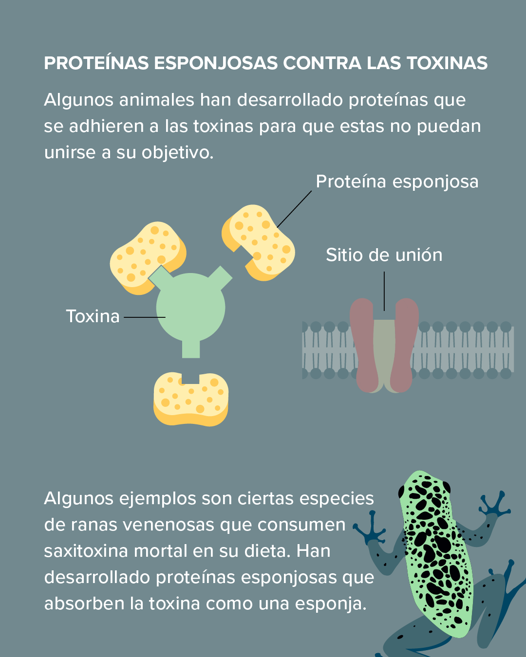Animales que ingieren venenos y no mueren | Knowable en español